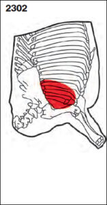 Centro de carnaza de paleta | Del Sur Beef